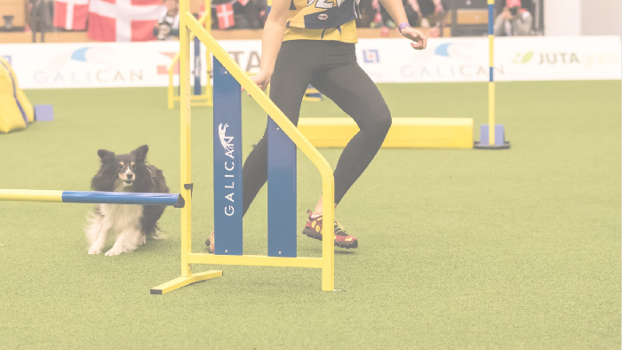 Schedule :: FCI Agility World Championship 2025